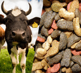 Medicated Feed: A Novel Way to Improve Health through Animal Feed Additives