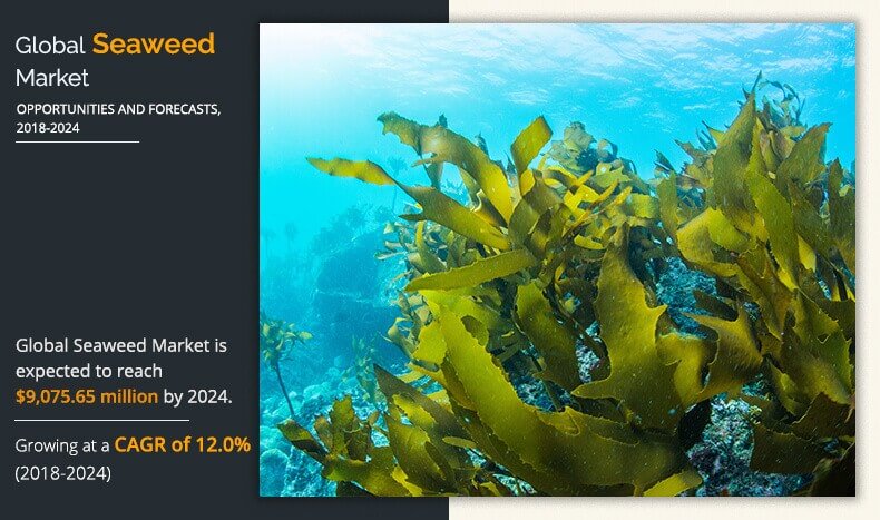 Seaweed Market Size, Share & Growth | Industry Analysis Report